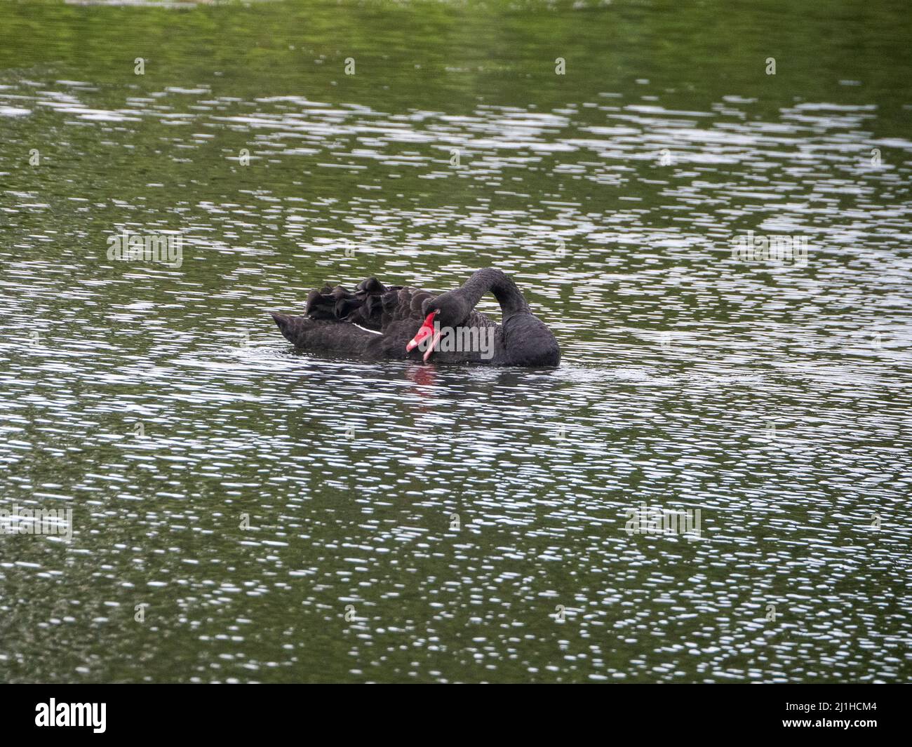 Swan fluffing feathers hi-res stock photography and images - Alamy