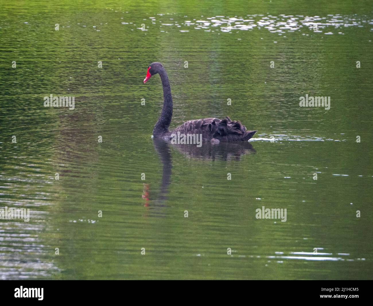 Birds, Black Swan, Cygnus Atratus, admiring its beauty, graceful long ...