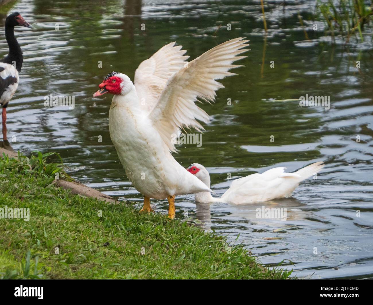 Birds, White Muscovy ducks, one duck flapping its raised wings and ...