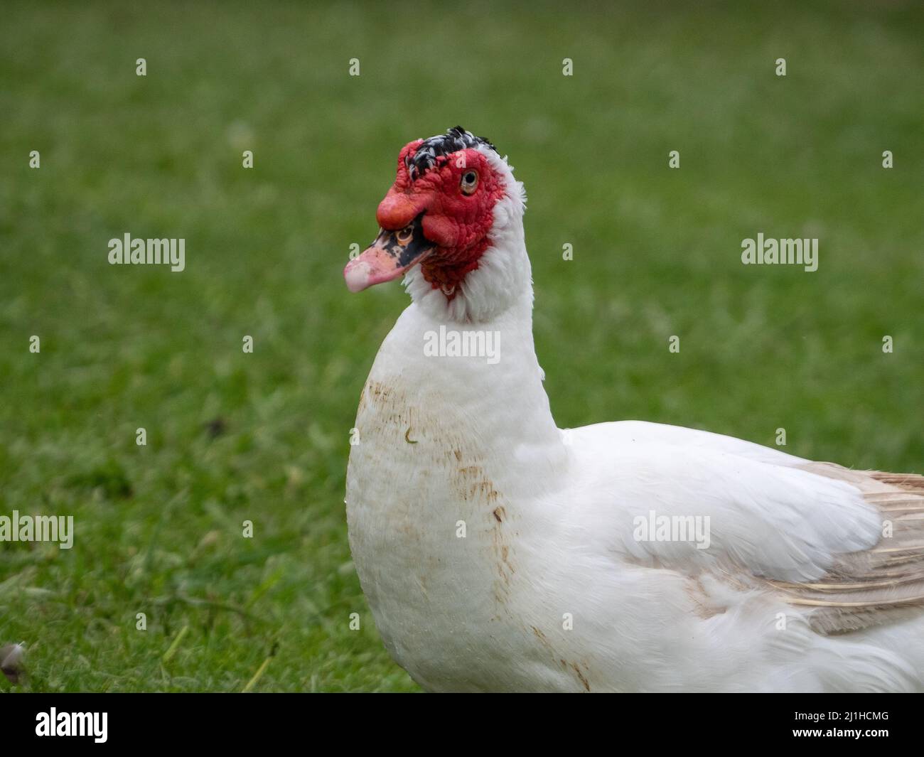 Bird closeup on a proud looking, but slightly grubby, White Muscovy ...