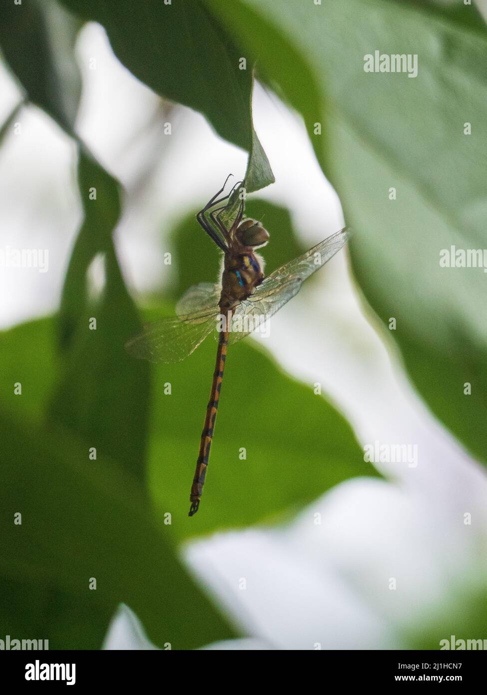 Prehistoric dragonflies hi-res stock photography and images - Alamy