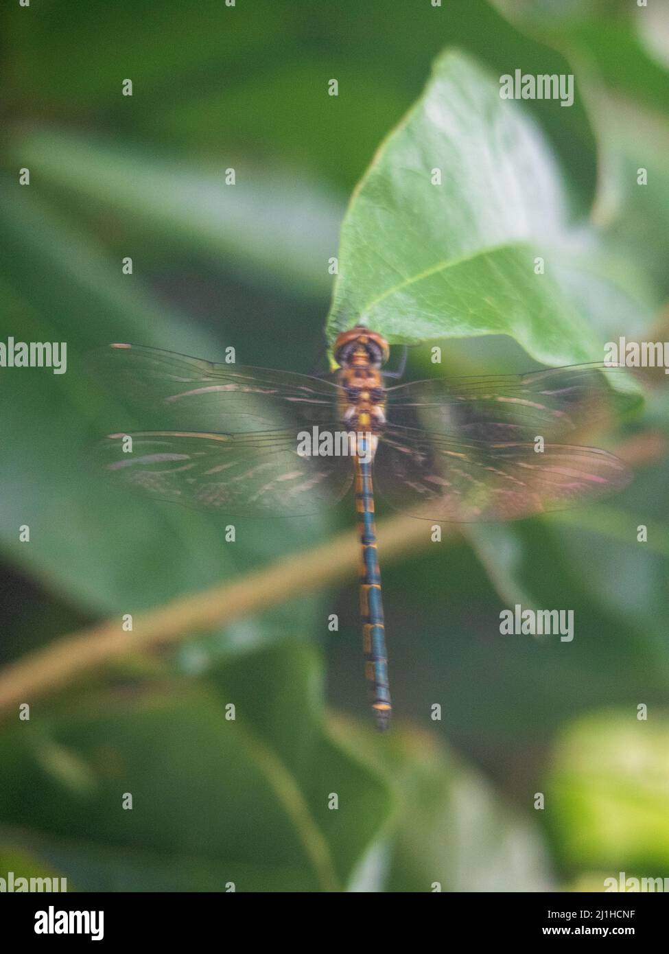 Dragonfly on green leaves, Australian Duskhawker, prehistoric insect ...