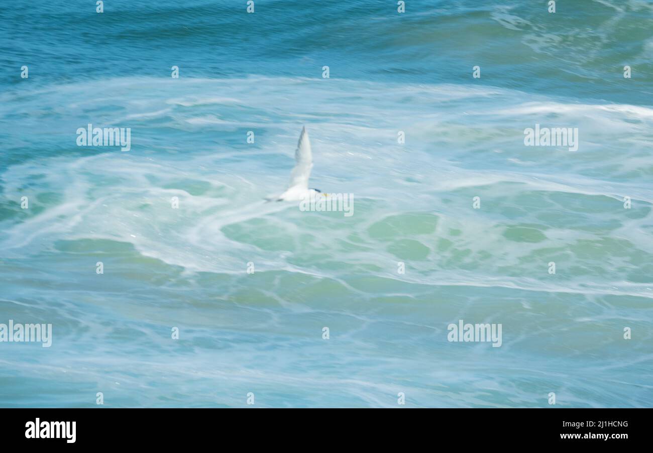 A sea bird flying over the beautiful light blue and white shades of ...