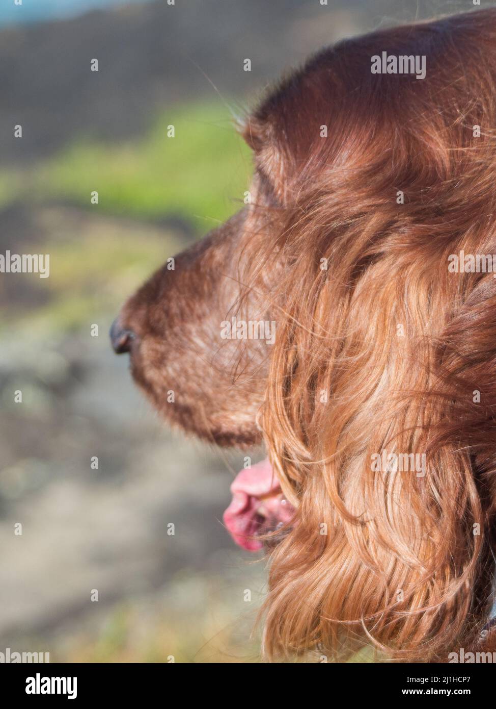Dog, Irish Red Setter head and face from the side, looking at the ...