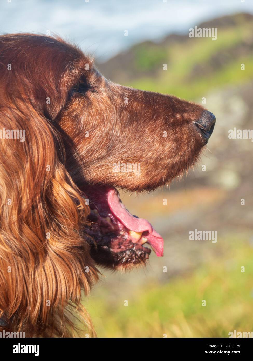 Dog from side profile tongue hi-res stock photography and images - Alamy