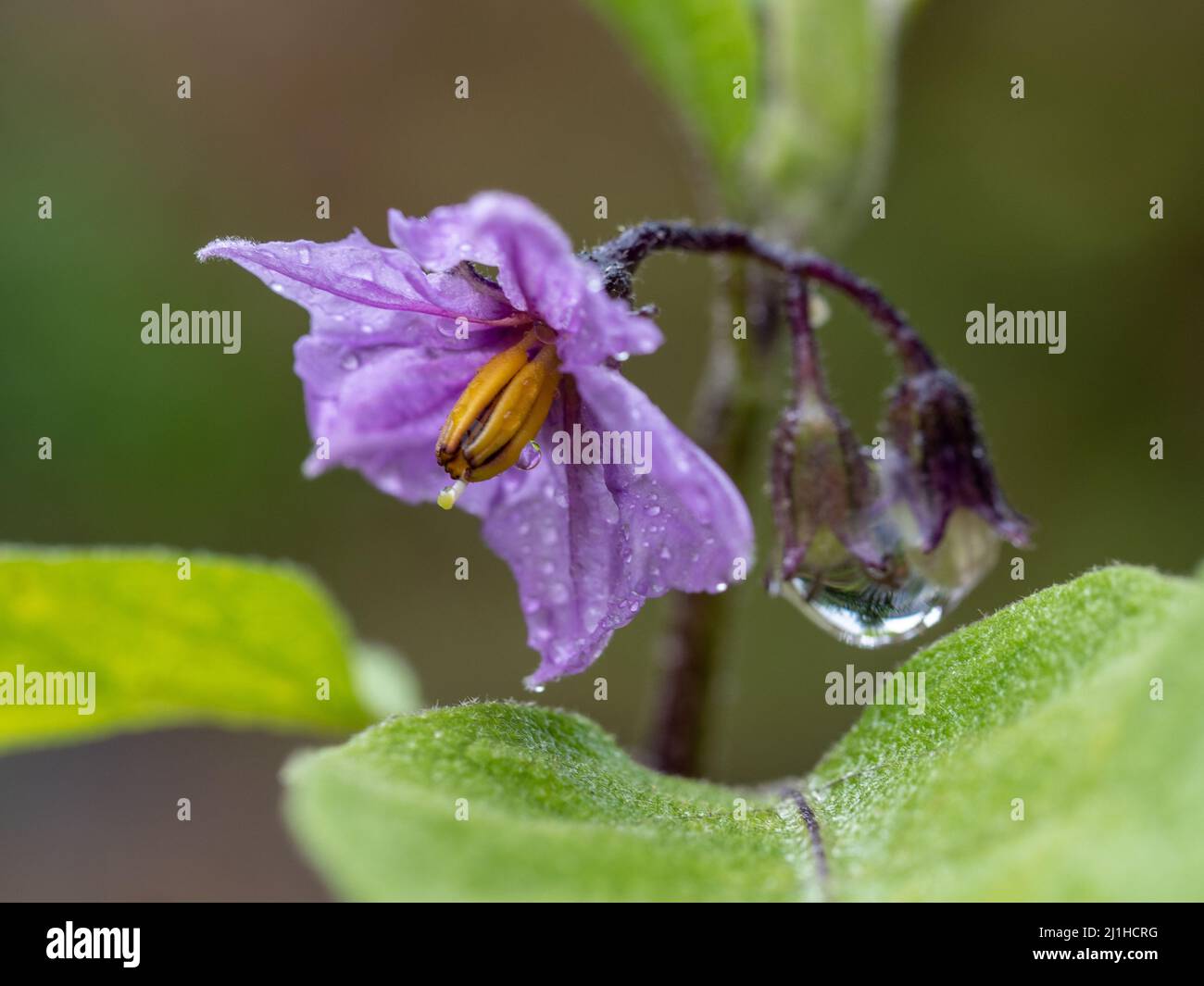 Pretty purple mauve flower of a Capsicum plant, wet and fresh, covered ...