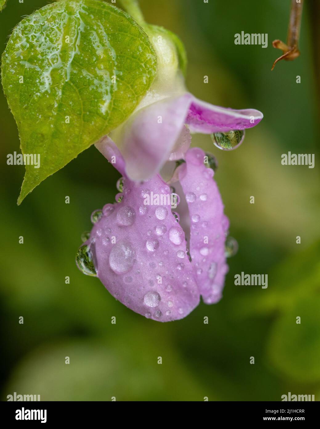 Pink mauve flower of a Bean plant, dripping wet and fresh, covered in ...