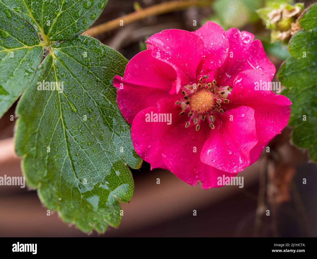 Pretty Strawberry fruit budding in the centre of the pink red ...