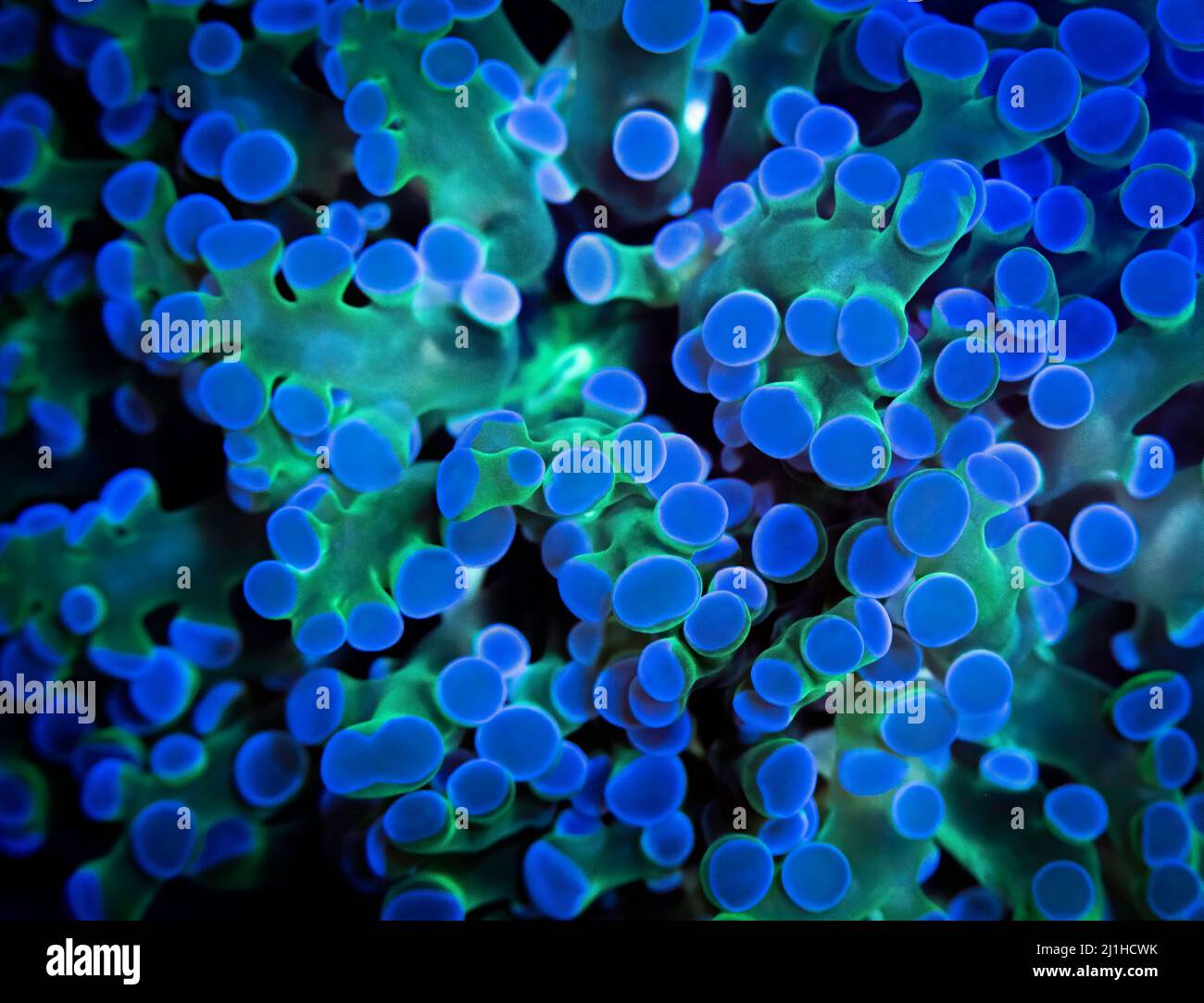 A macro photograph of a frogspawn coral polyp with bubble like ...