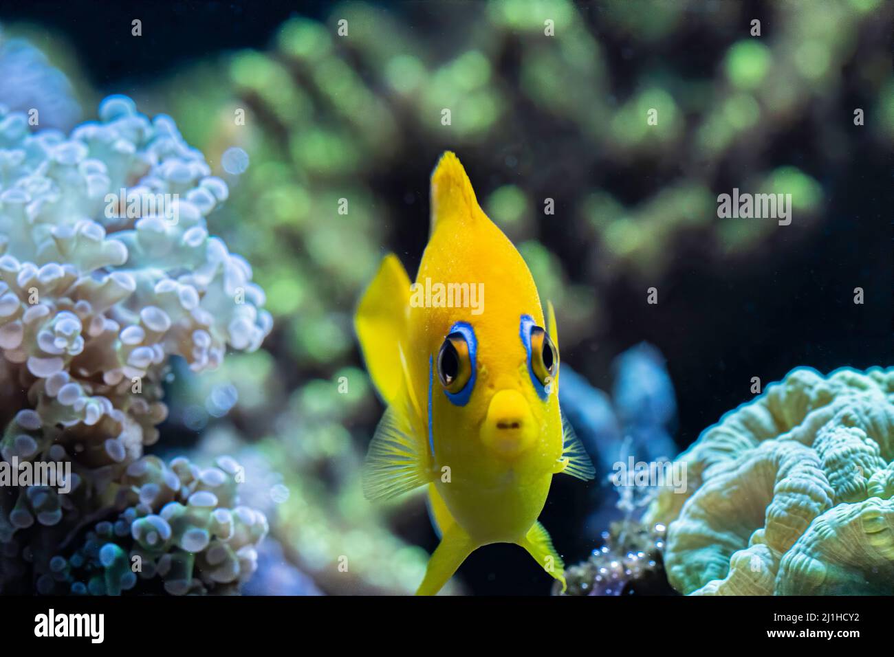 A lemonpeel angelfish swims above the reef Stock Photo - Alamy