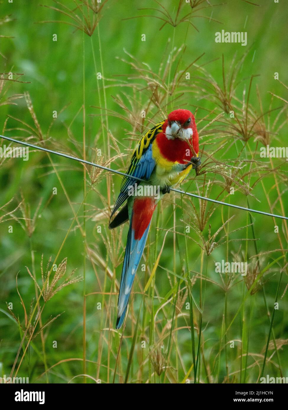 Australian Birds, bright colourful Eastern Rosella bird perched on wire ...