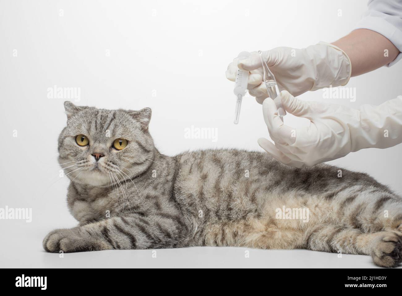 A vet, a doctor with a syringe is going to inject a Scottish cat on a ...