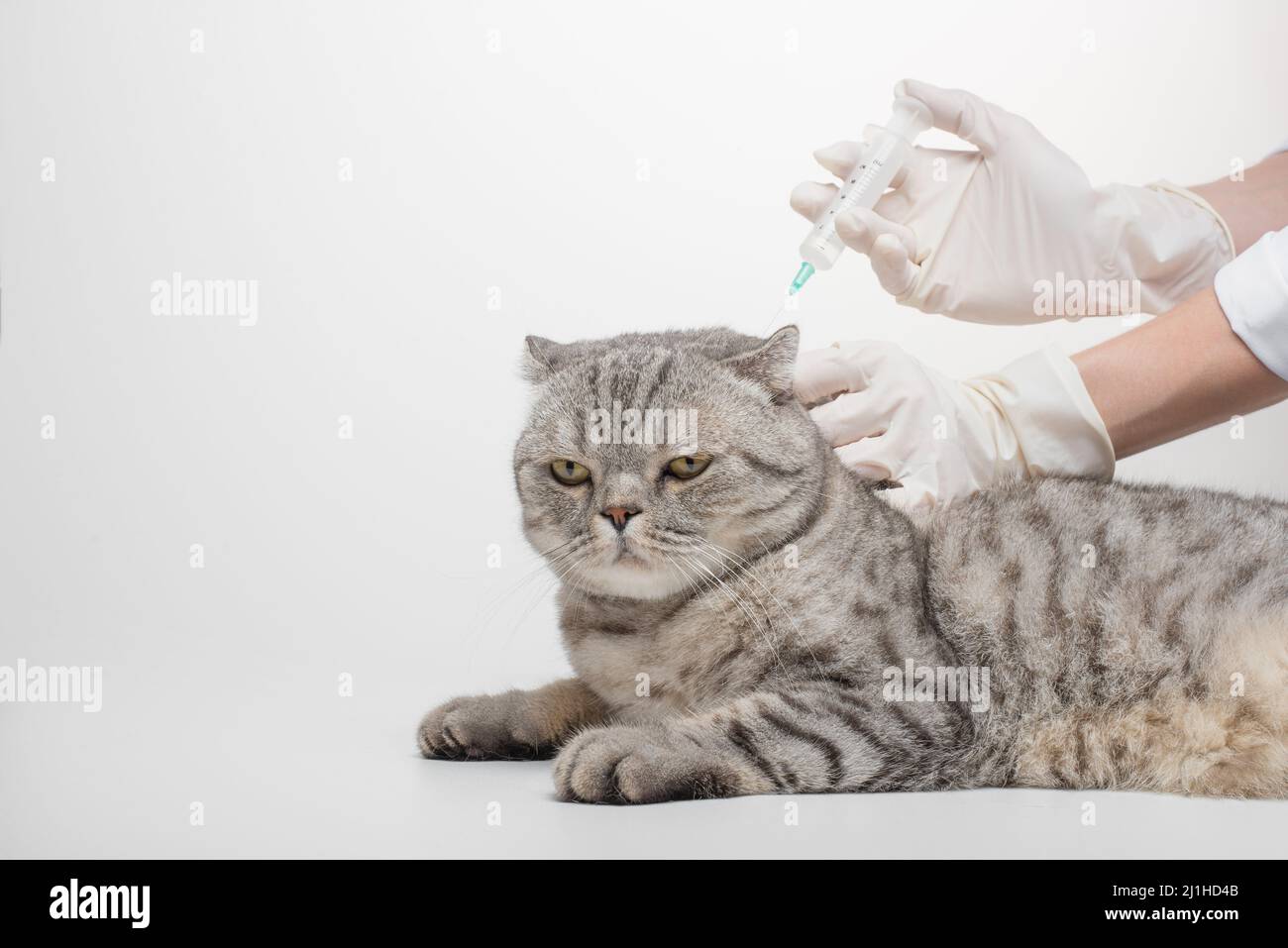 A vet, a doctor with a syringe is going to inject a Scottish cat on a ...