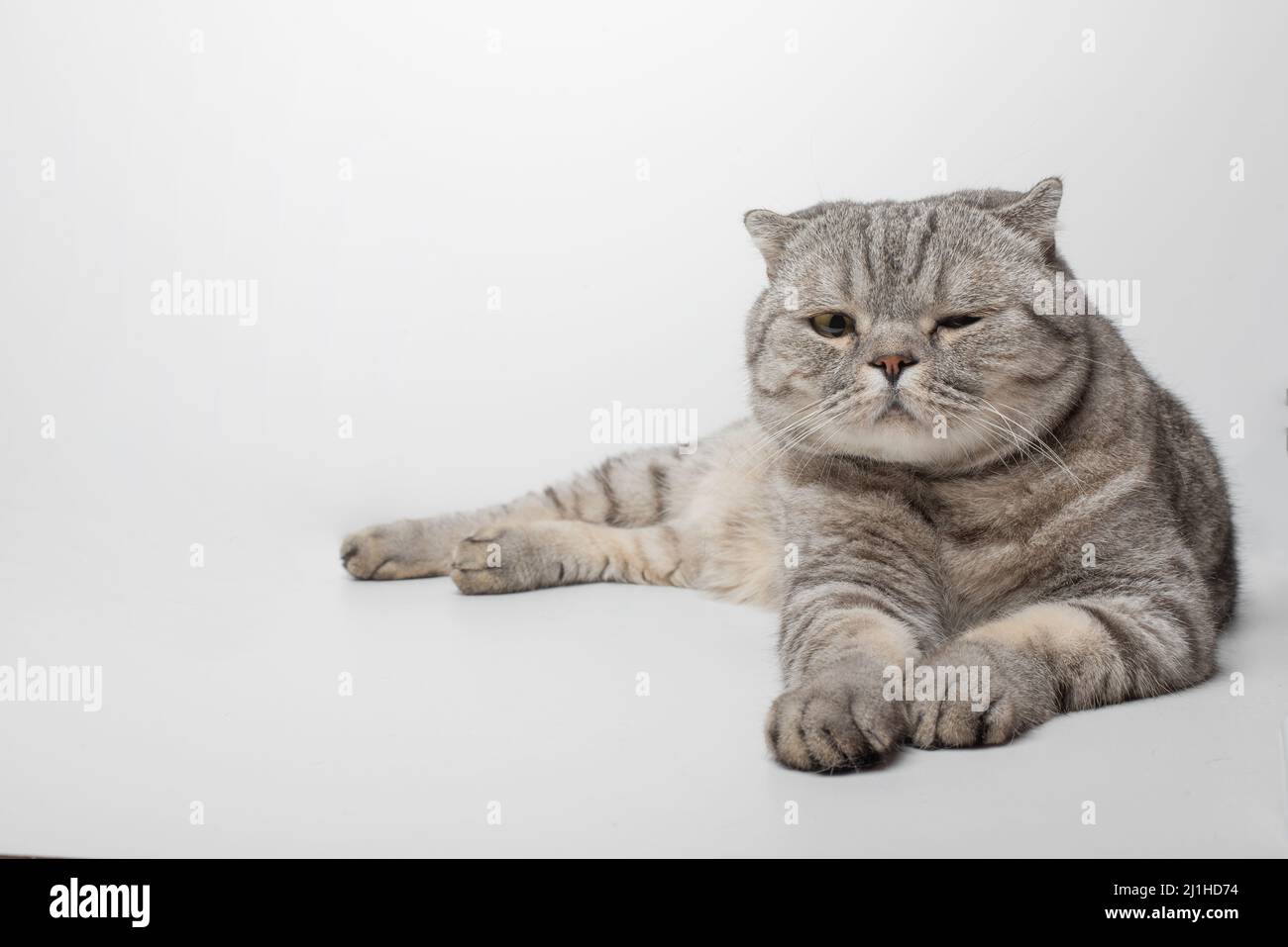 Beautiful grey cat isolated on a white Stock Photo - Alamy