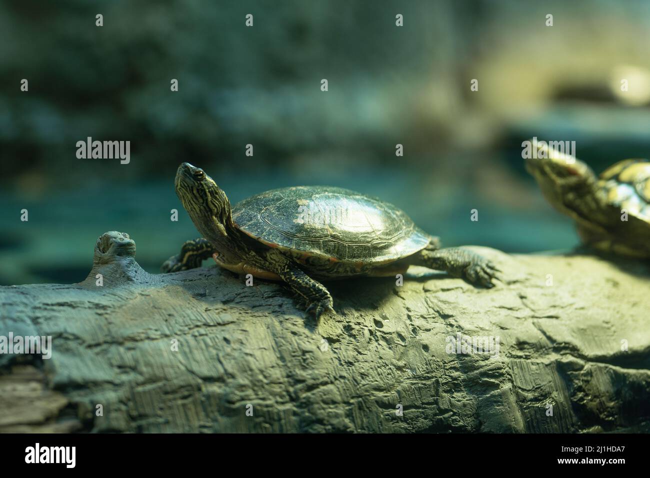 turtle crawling on a tree. in nature Stock Photo - Alamy