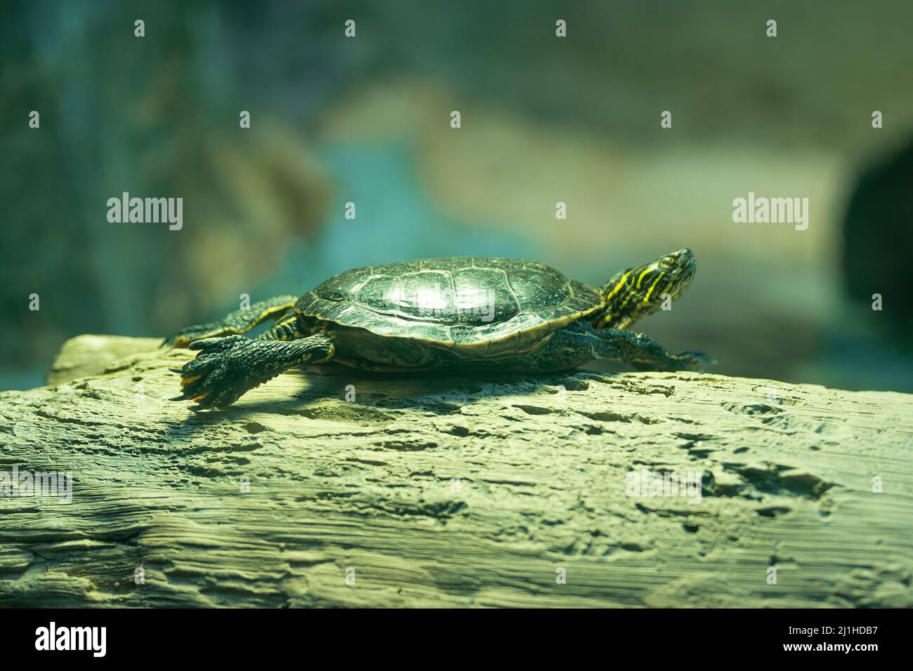 turtle crawling on a tree. in nature Stock Photo - Alamy