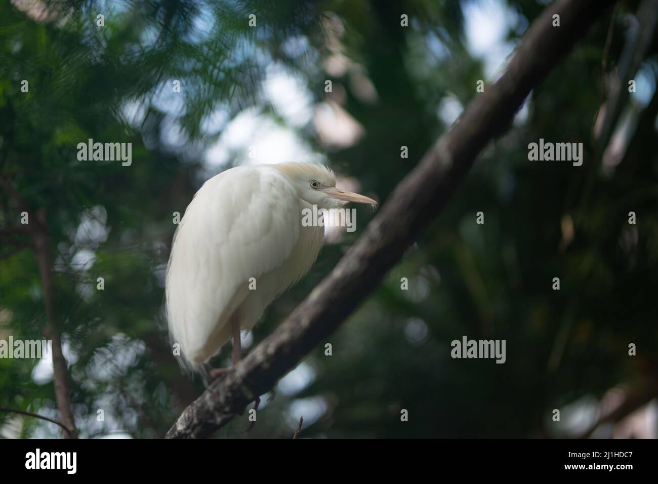 a bird sits on a tree. wild nature Stock Photo - Alamy