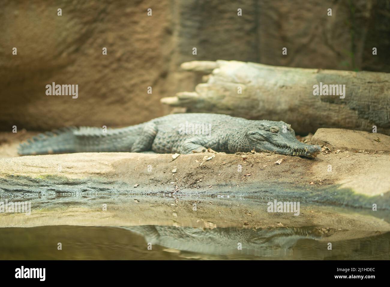 crocodile in the wild Stock Photo - Alamy