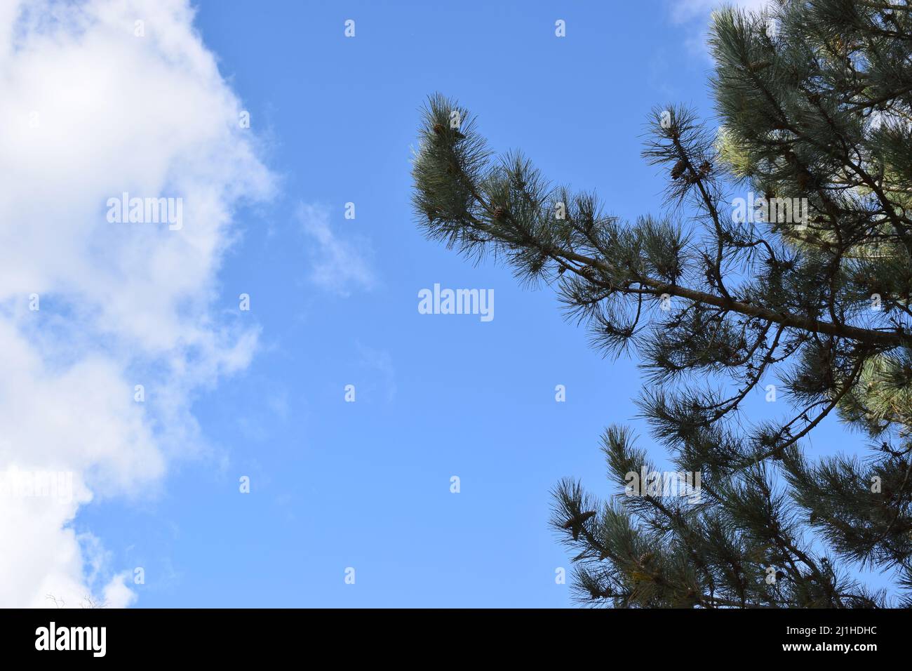 Pine tree kew gardens hi-res stock photography and images - Alamy