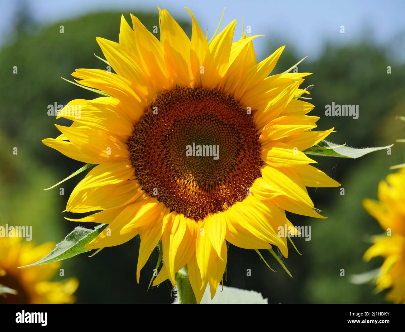 Sunflower Front view in a country field Stock Photo - Alamy