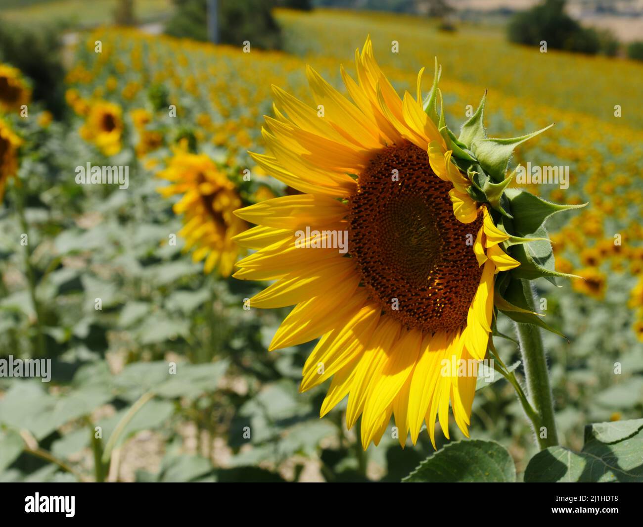 Middle of a sunflower hi-res stock photography and images - Alamy