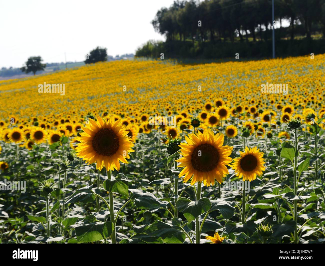 a big sunflowers's field in the country Stock Photo - Alamy