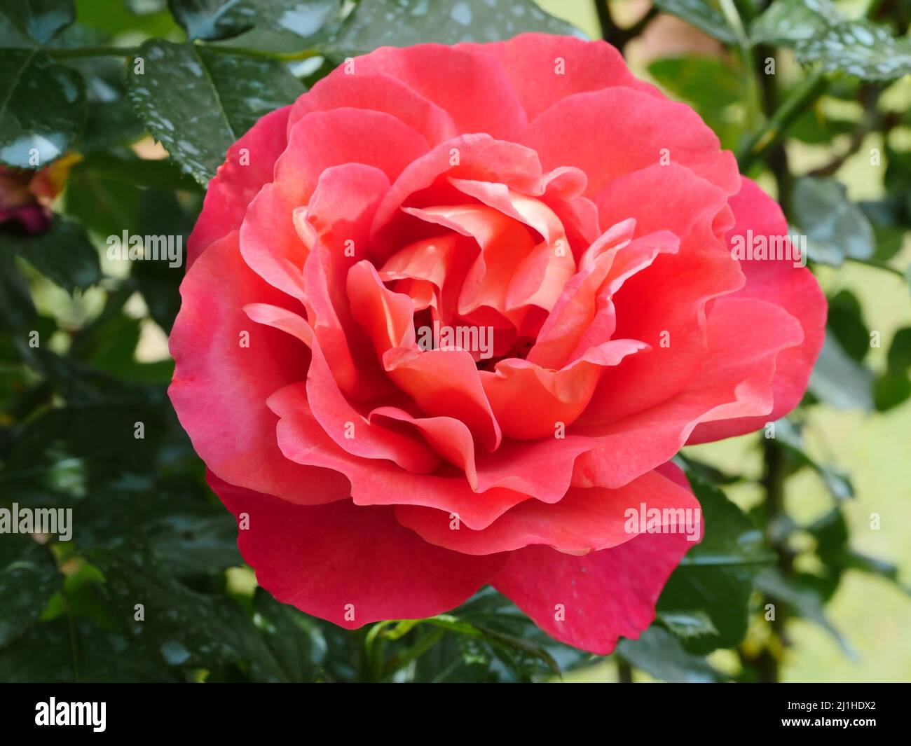 Fuchsia in nature hi-res stock photography and images - Alamy