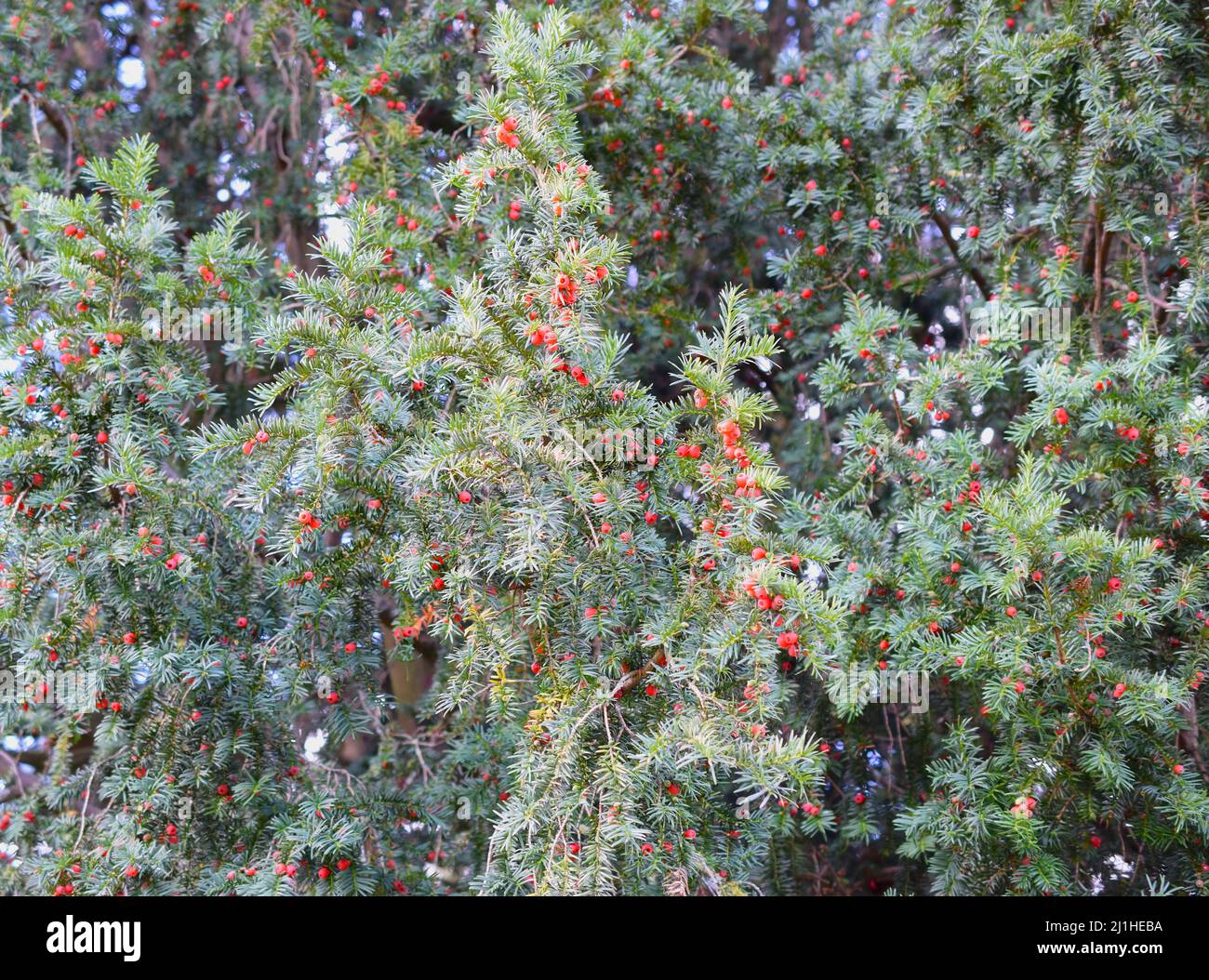 Growing spruce with red berries Stock Photo - Alamy