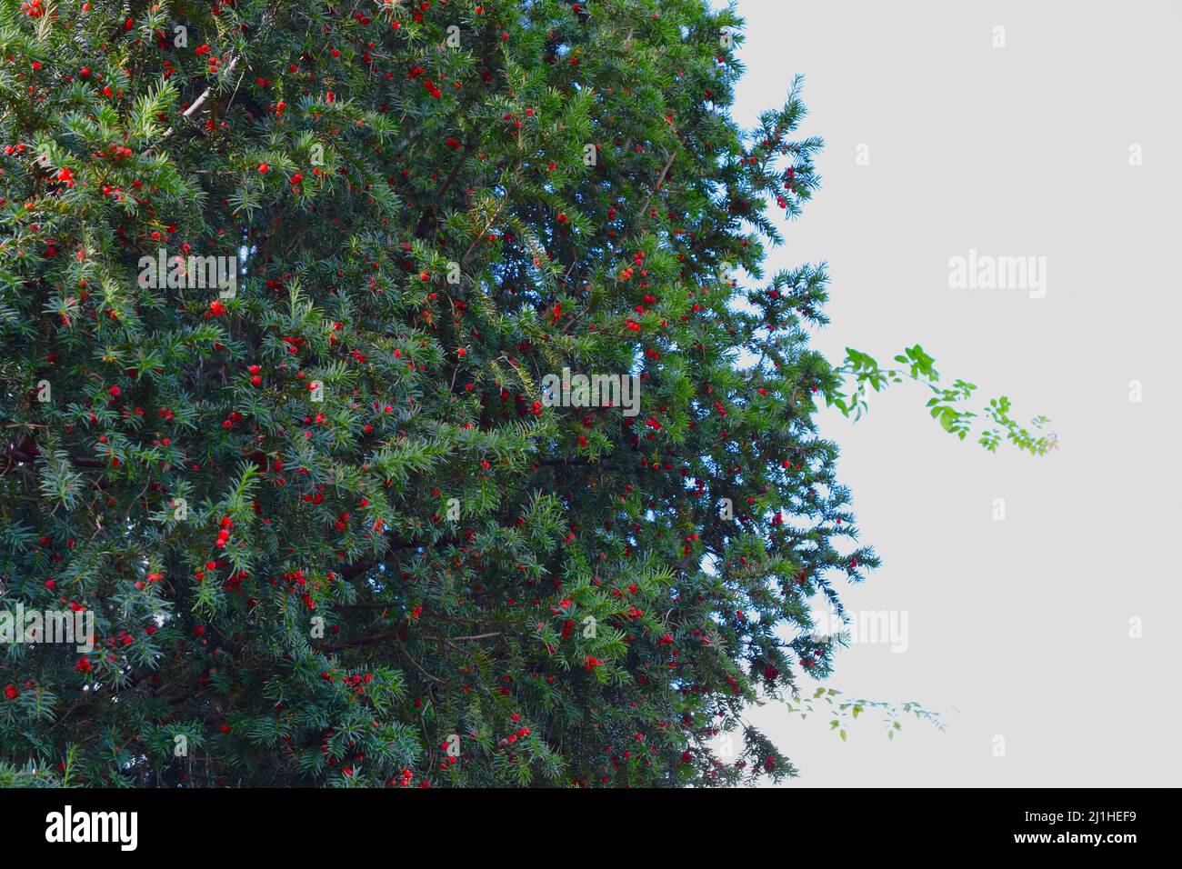 Growing spruce with red berries Stock Photo - Alamy