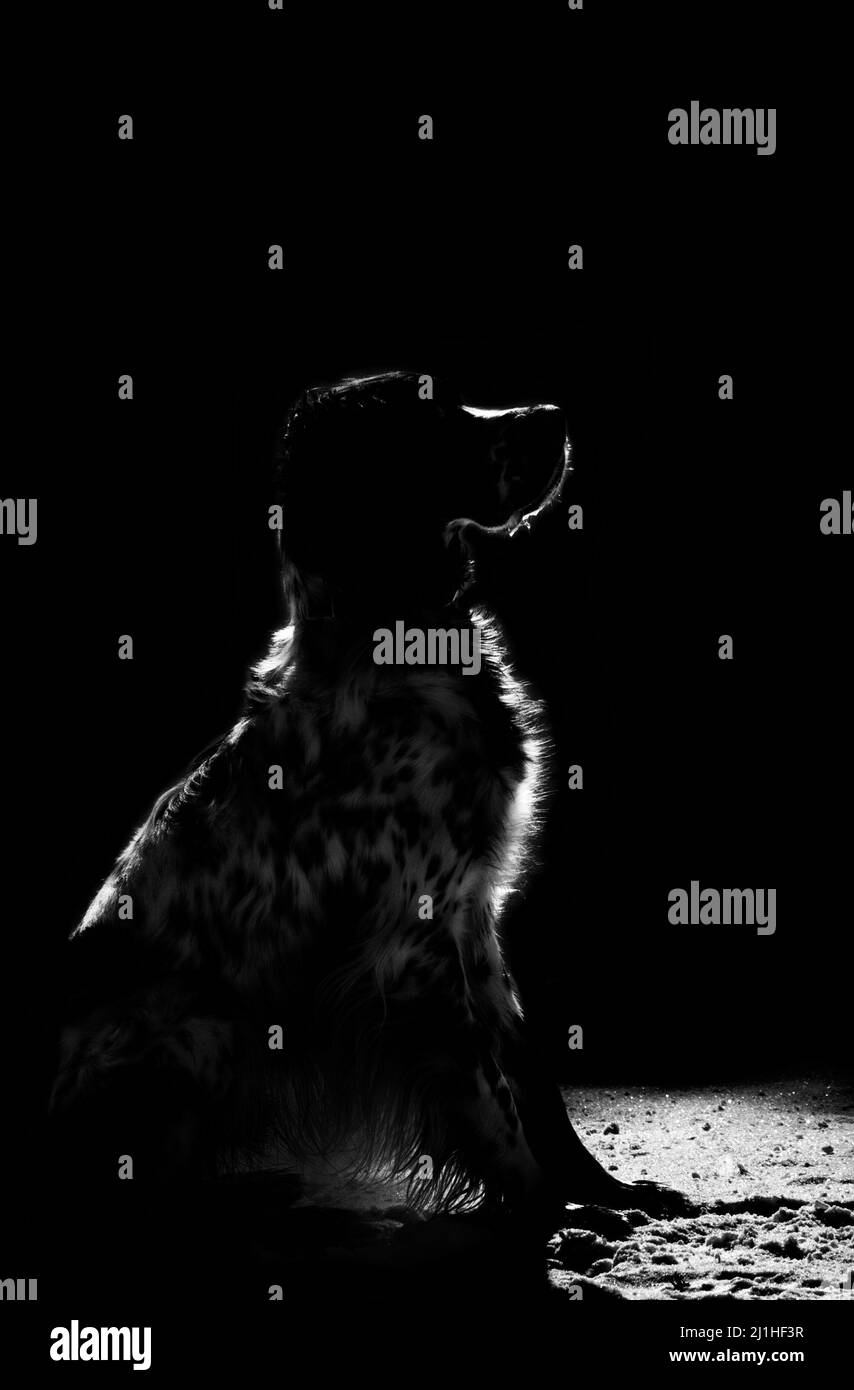 Rim light hi-res stock photography and images - Alamy