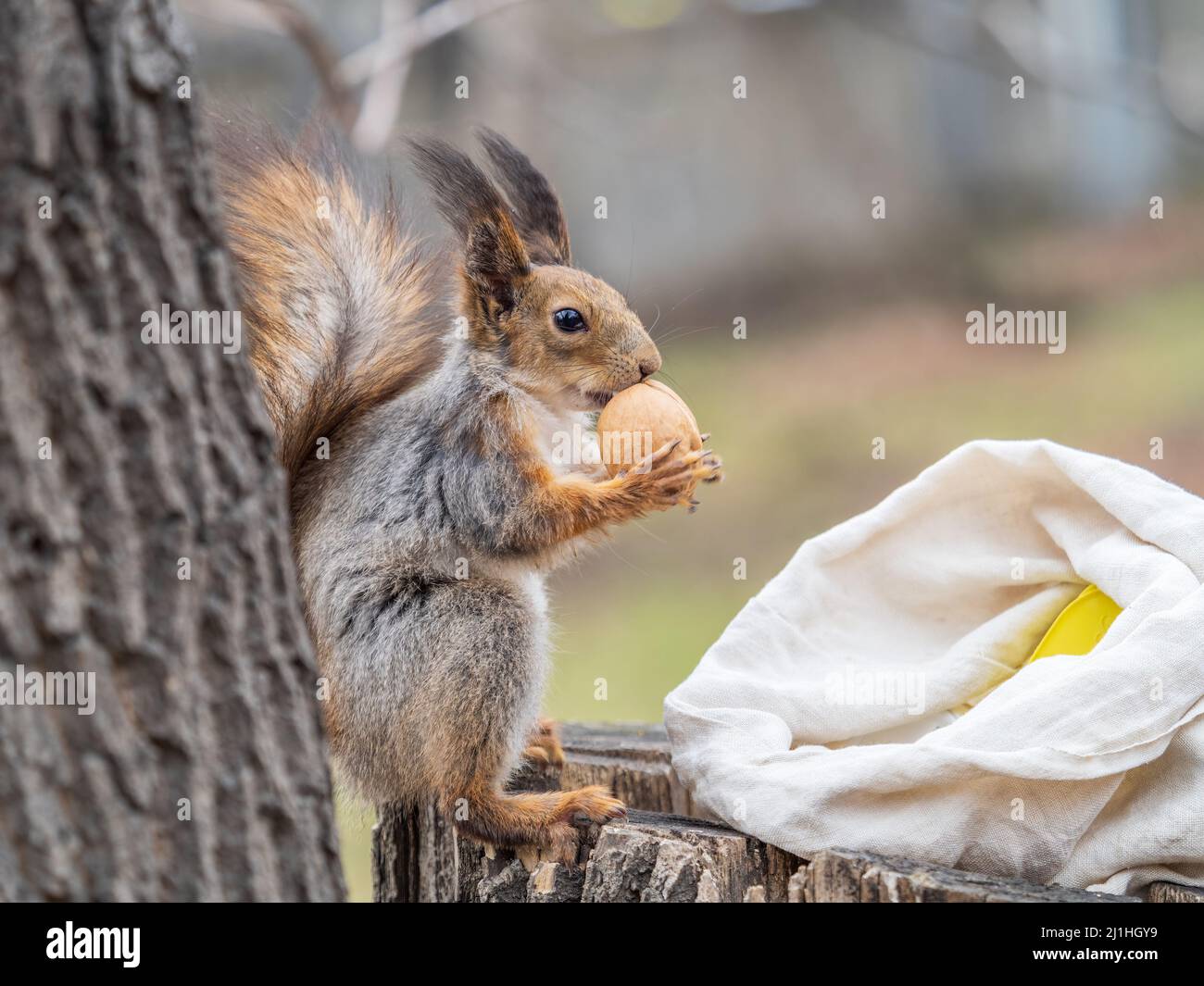 A squirrel with a nut sits on a stump in spring or summer. Eurasian red ...