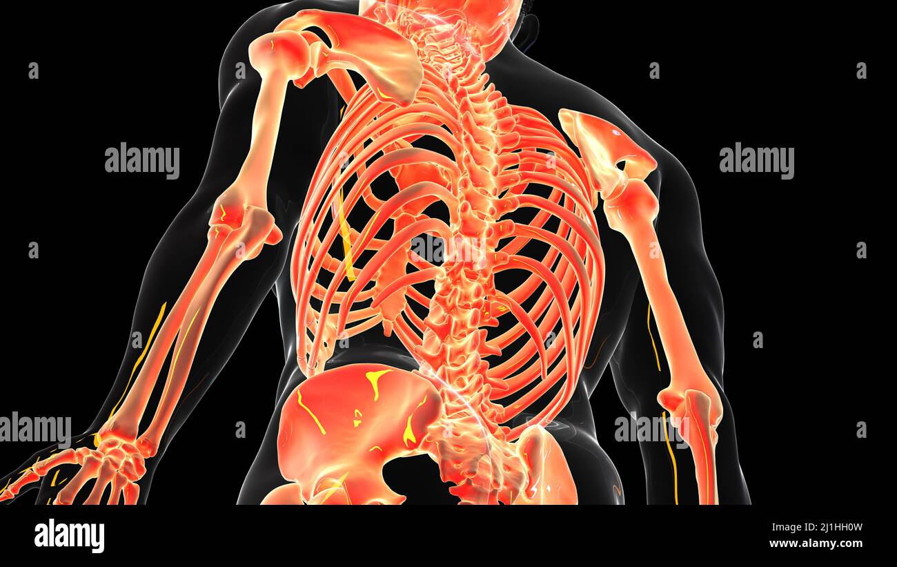 Back bones, illustration Stock Photo - Alamy
