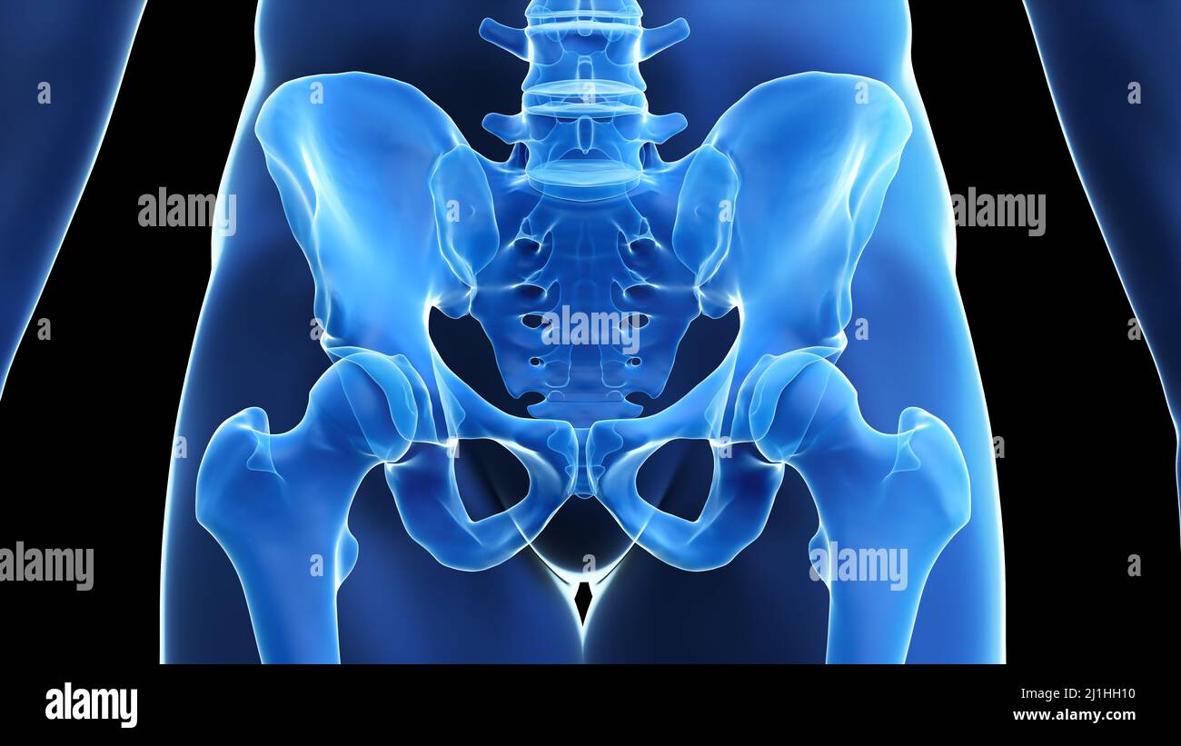 Hip bone, illustration Stock Photo - Alamy