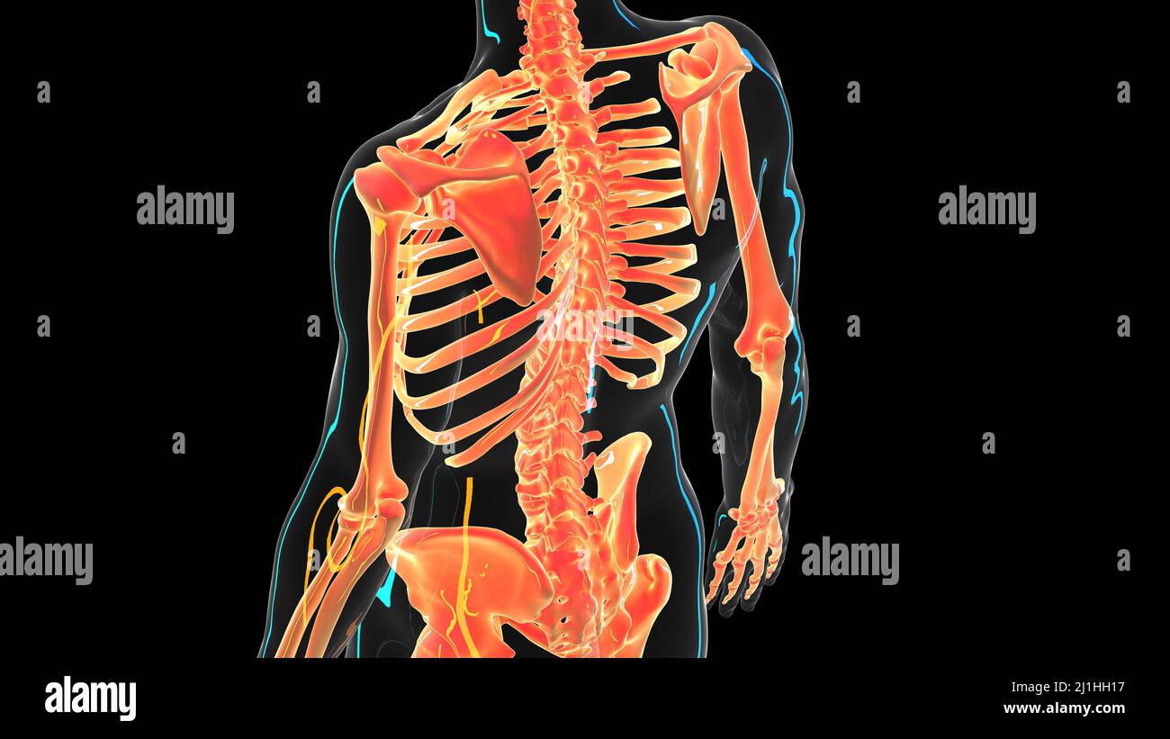 Back bones, illustration Stock Photo - Alamy