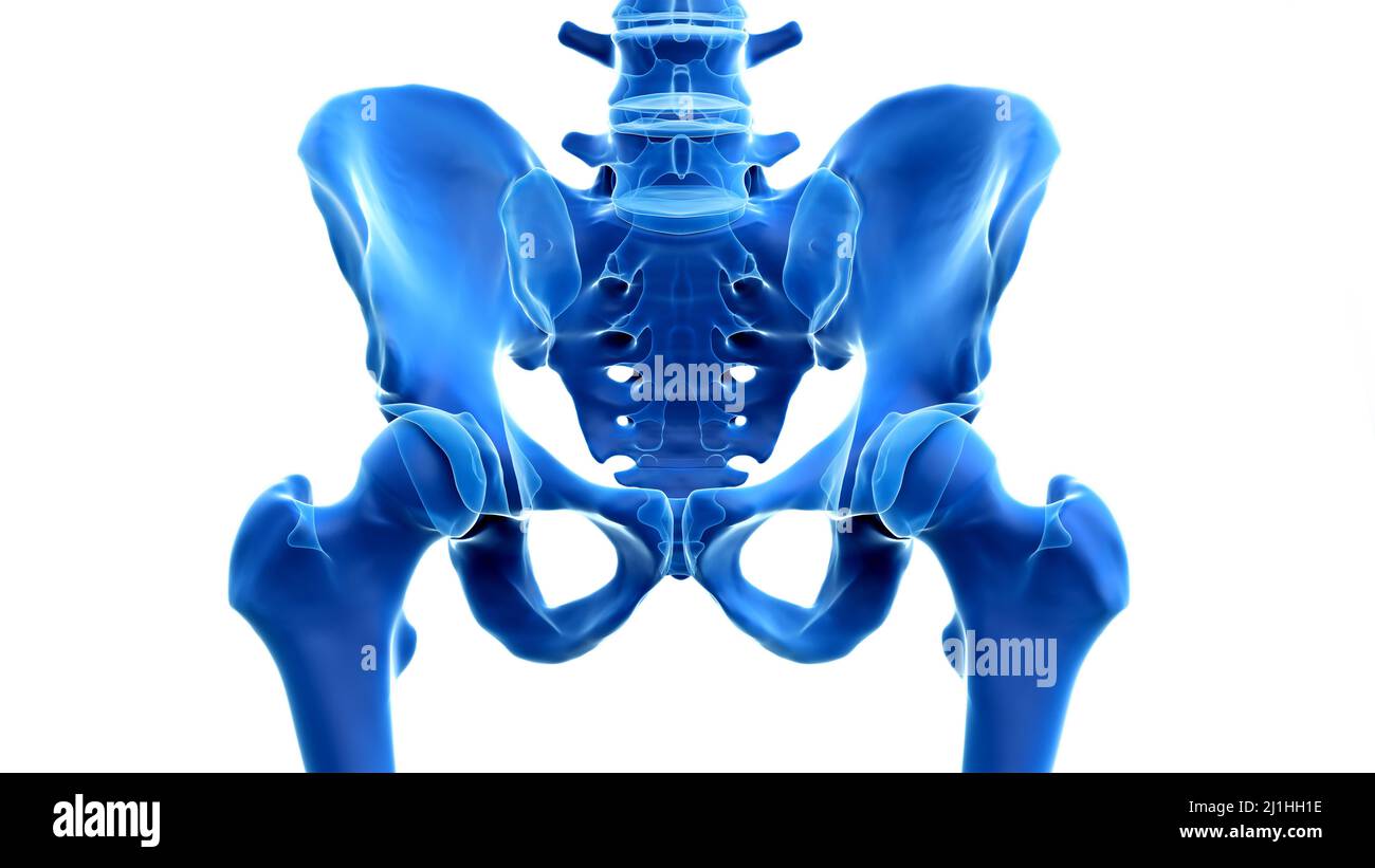 Hip bone, illustration Stock Photo - Alamy