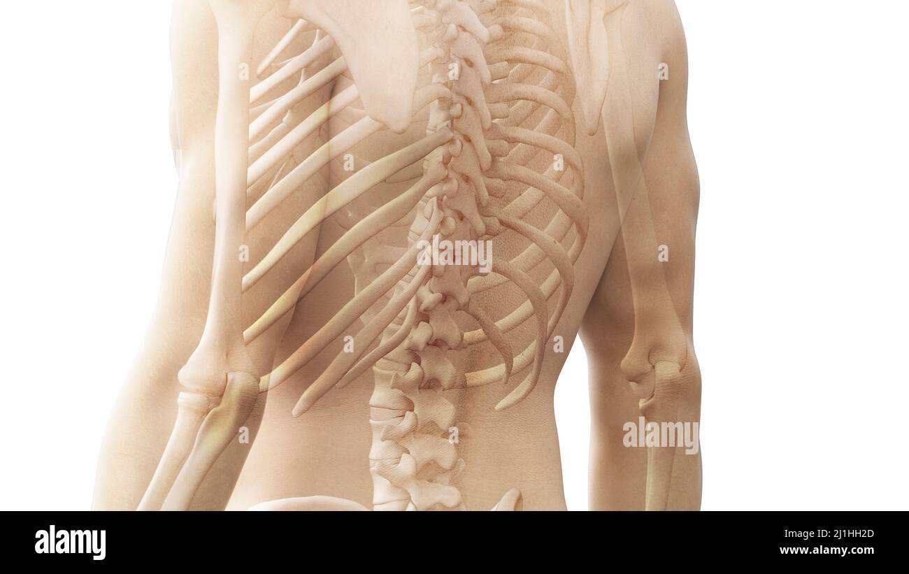 Back bones, illustration Stock Photo - Alamy