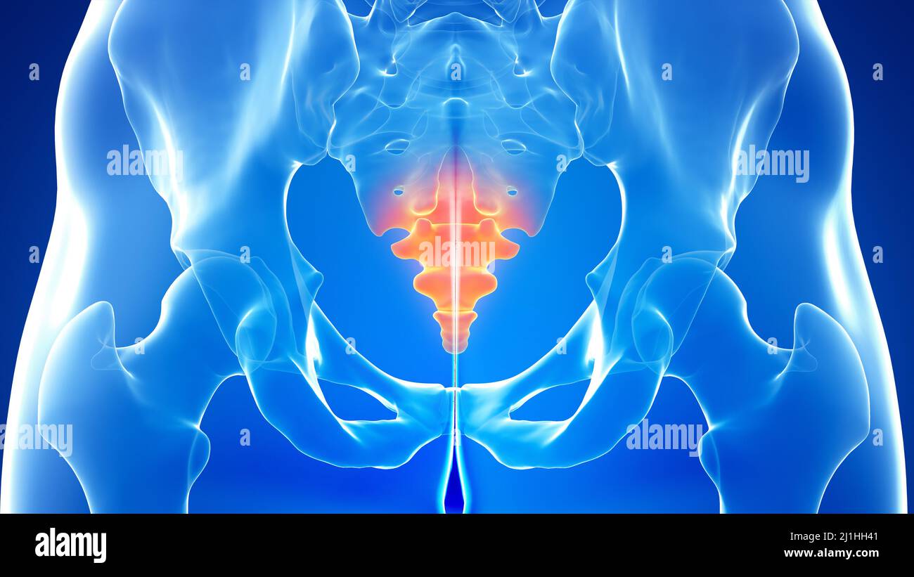 Painful coccyx, illustration Stock Photo - Alamy
