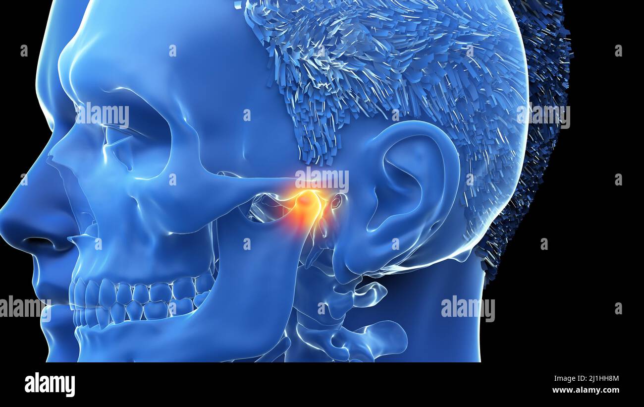 Temporomandibular joint anatomy hi-res stock photography and images - Alamy