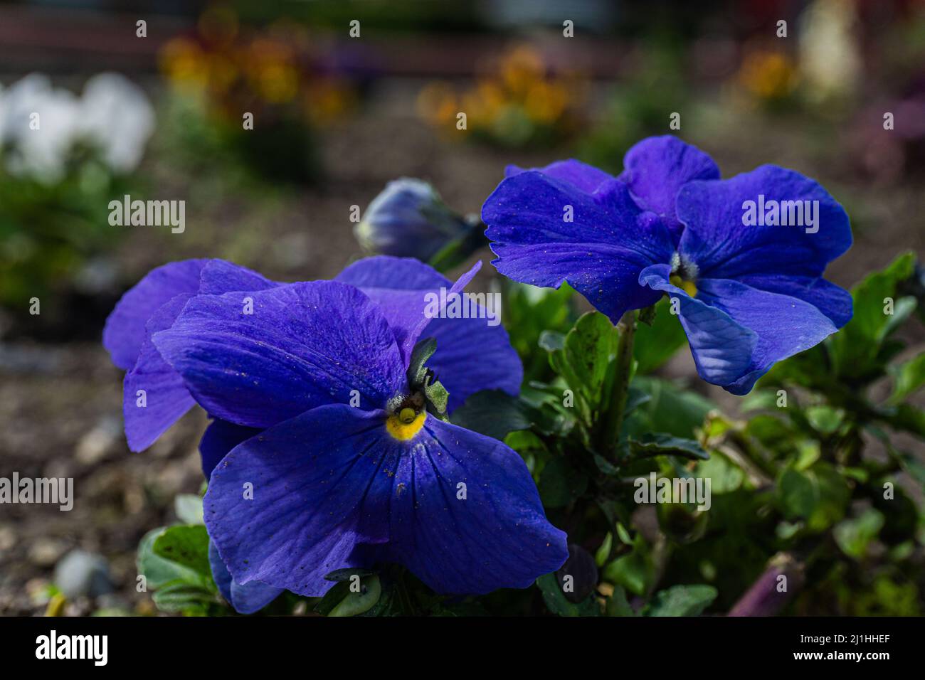 Blue and purple flowers with yellow base in front of blurred flower ...