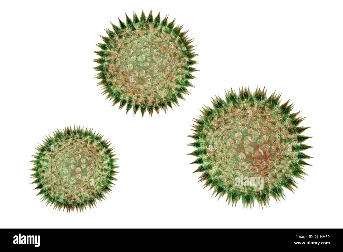 Pollen grains, illustration Stock Photo - Alamy