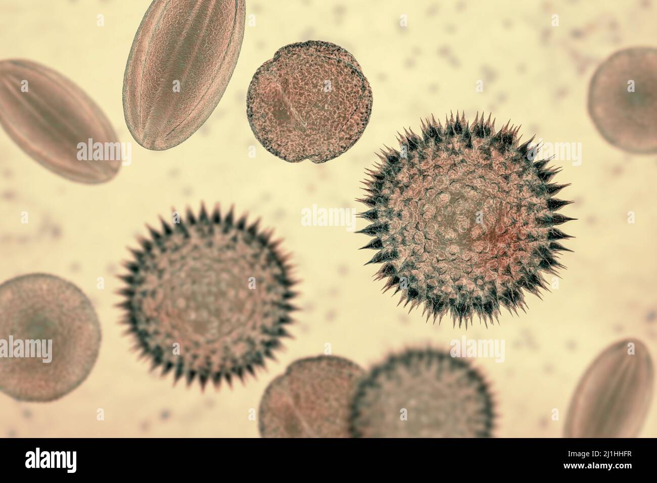 Pollen grains, illustration Stock Photo - Alamy