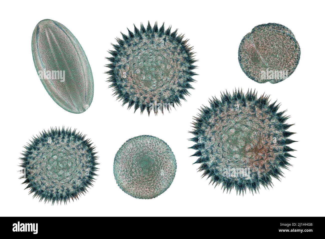 Pollen grains, illustration Stock Photo - Alamy