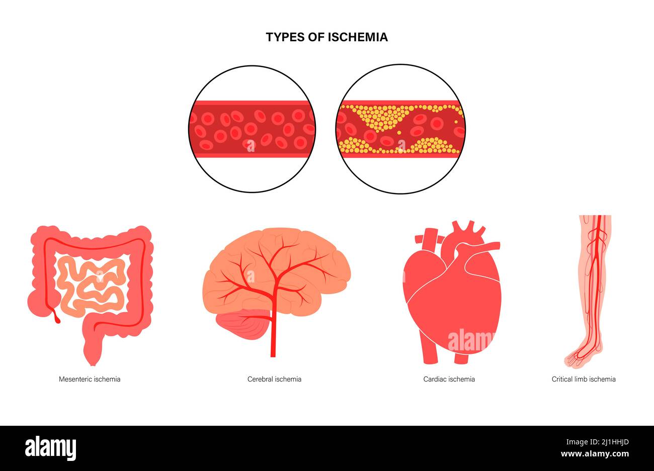 Leg types Cut Out Stock Images & Pictures - Alamy