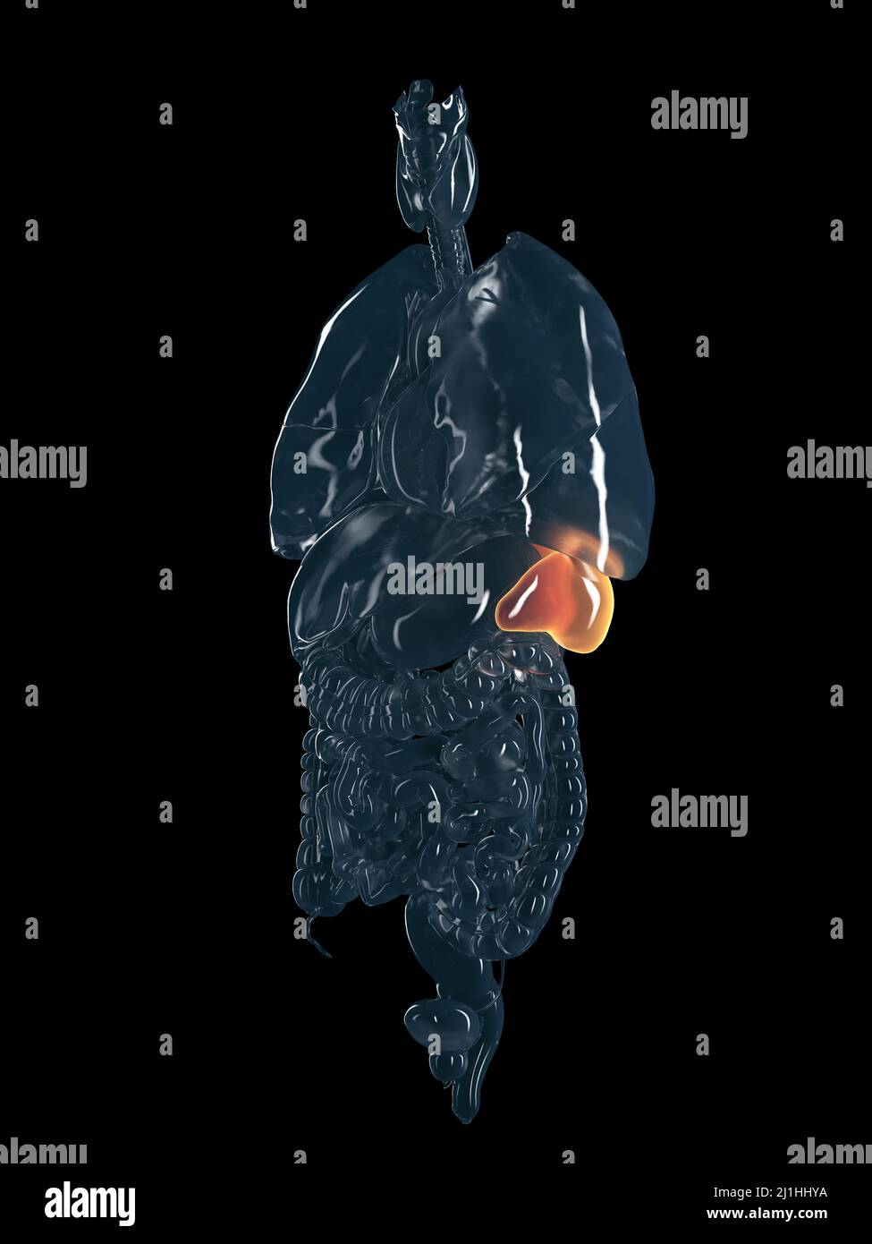 Human spleen, illustration Stock Photo - Alamy