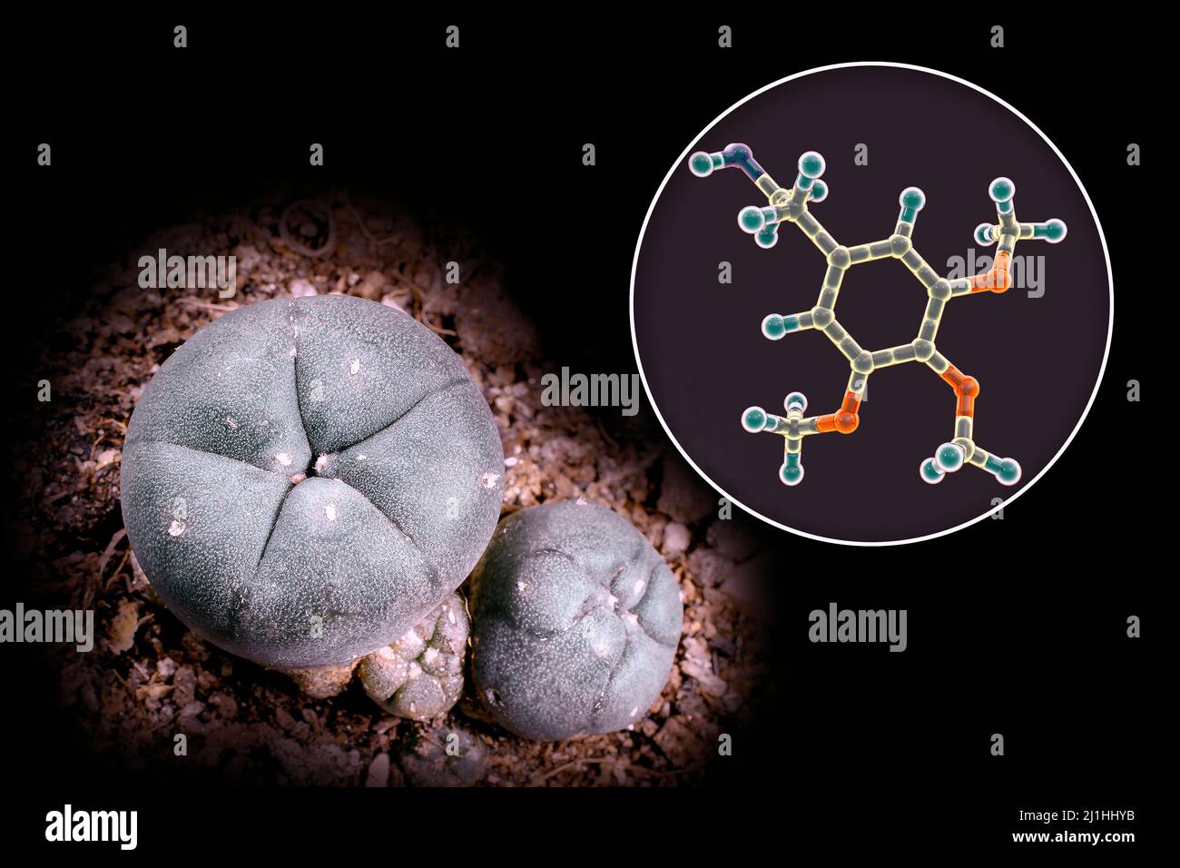 Mescaline molecule and peyote cactus, composite image Stock Photo - Alamy