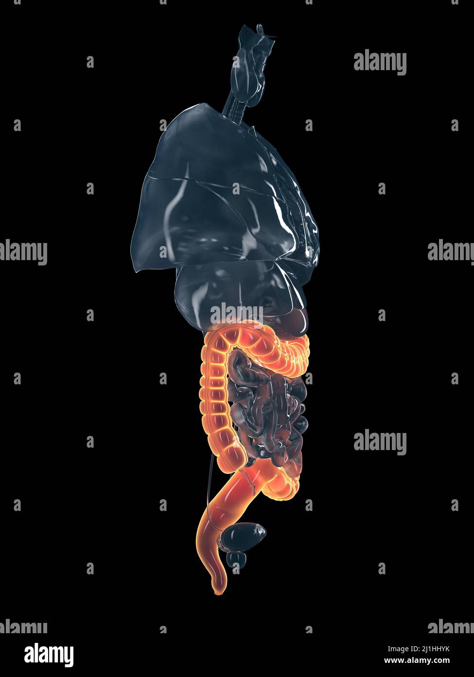 Human colon, illustration Stock Photo - Alamy