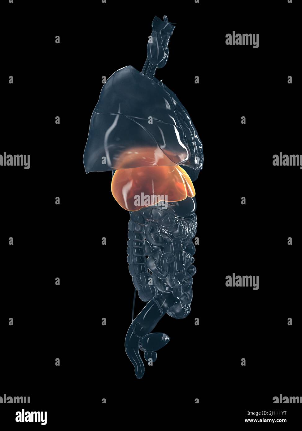 Human liver, illustration Stock Photo - Alamy