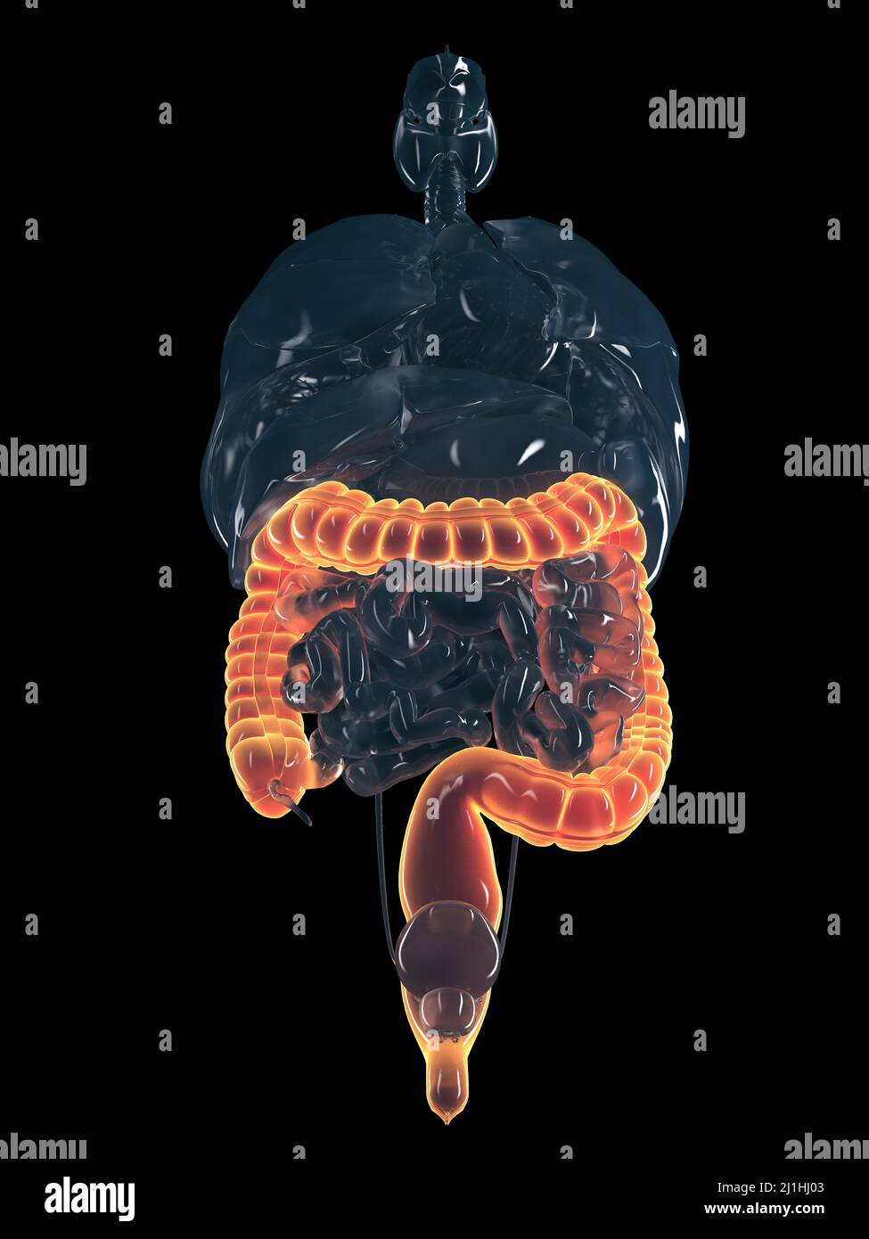 Human colon, illustration Stock Photo - Alamy