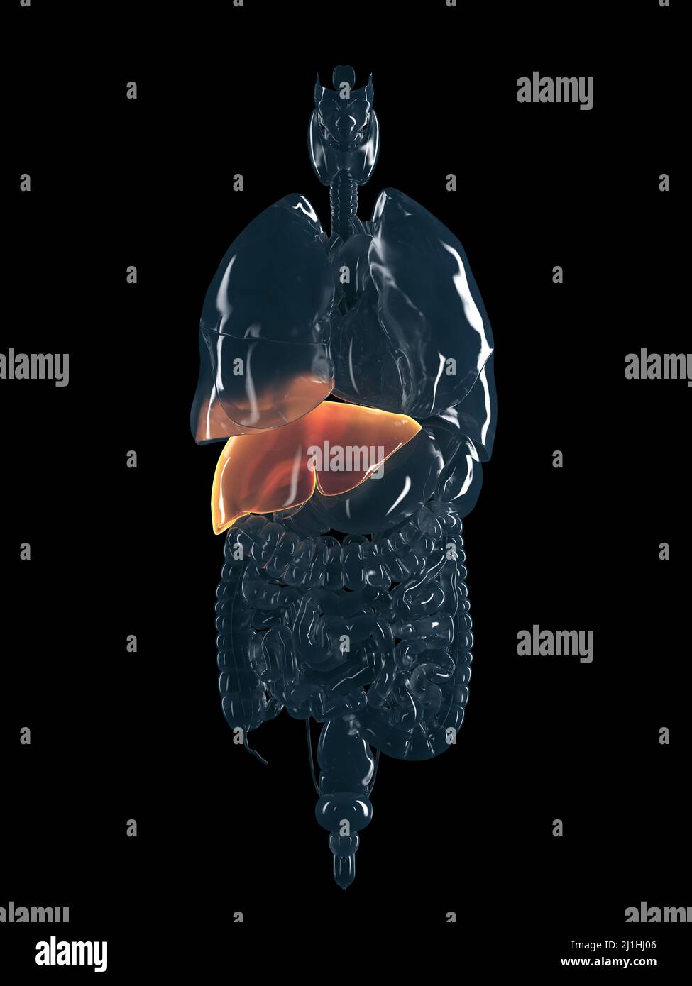 Human liver, illustration Stock Photo - Alamy