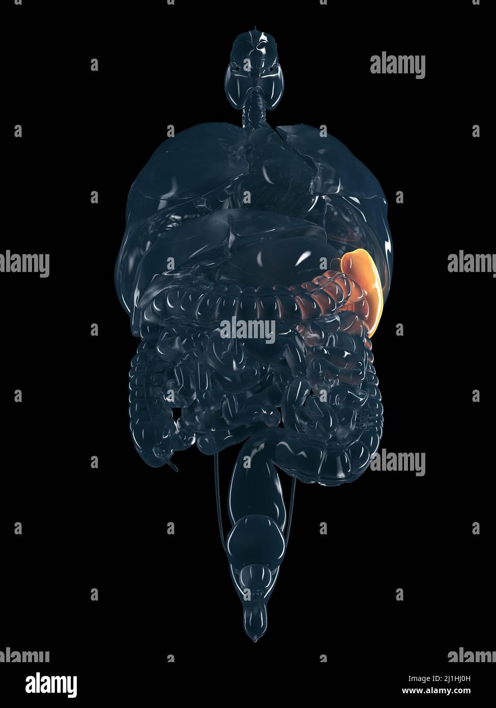 Human spleen, illustration Stock Photo - Alamy